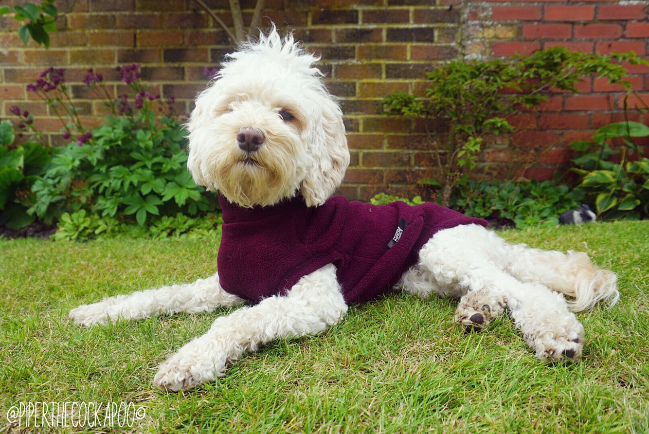 Dog Coats – Piper the Cockapoo