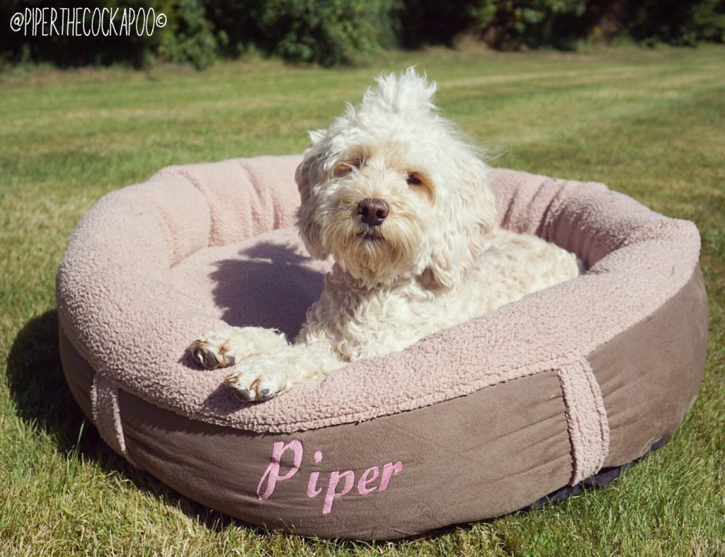 Dog Beds – Piper the Cockapoo