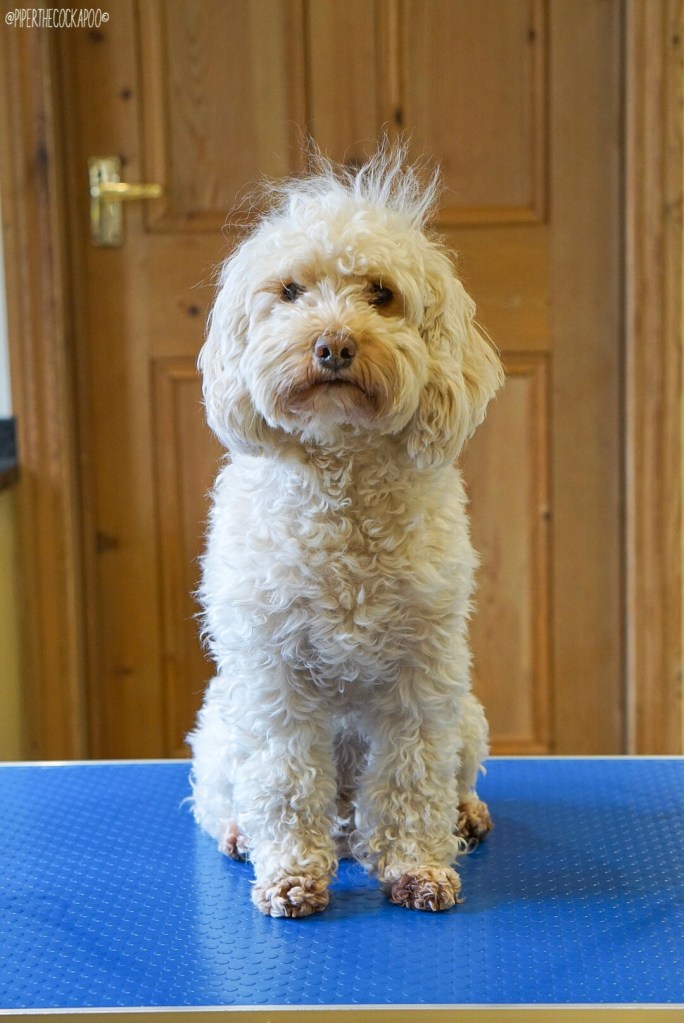 Full Grooming Routine – Piper the Cockapoo