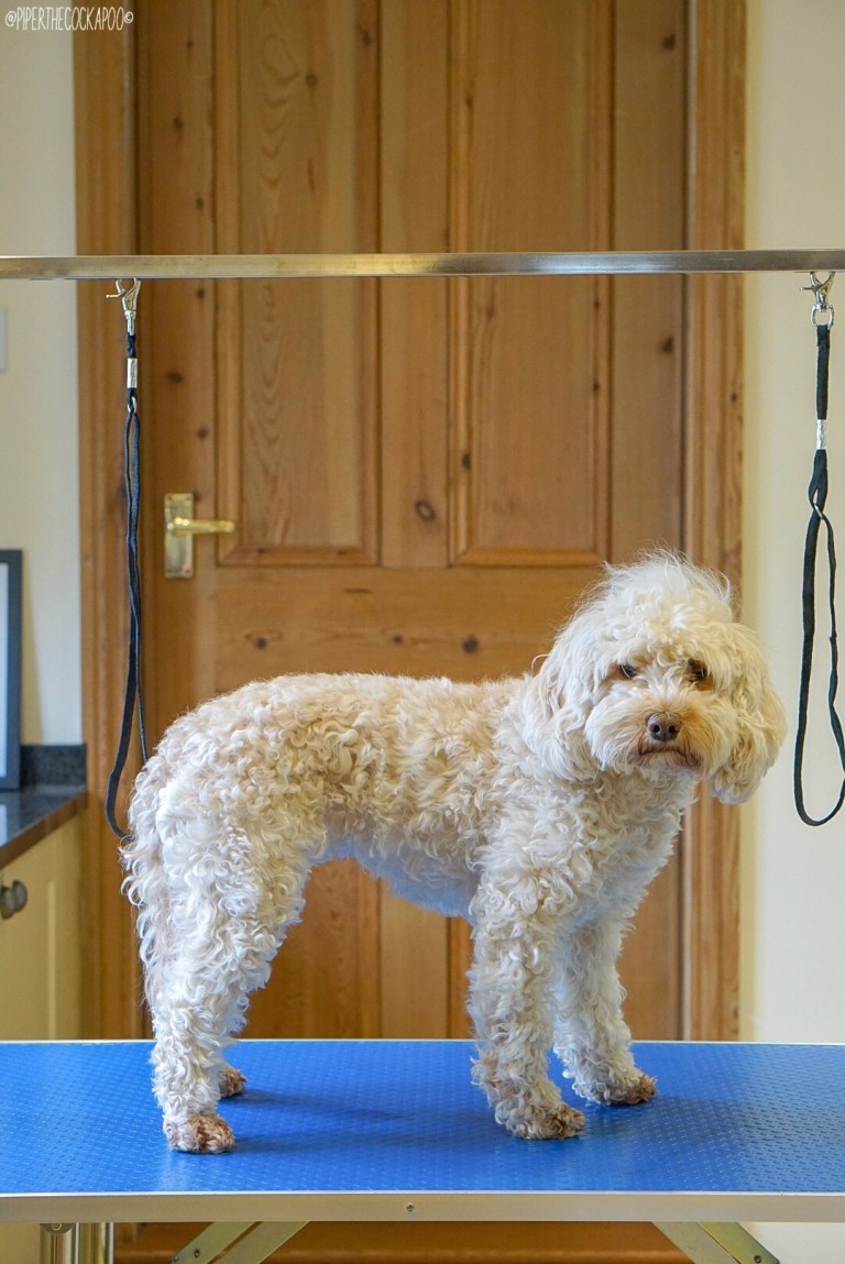 Full Grooming Routine – Piper the Cockapoo