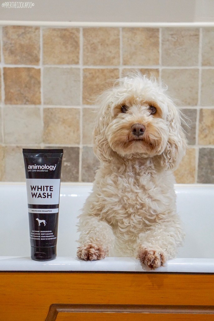 Full Grooming Routine – Piper the Cockapoo