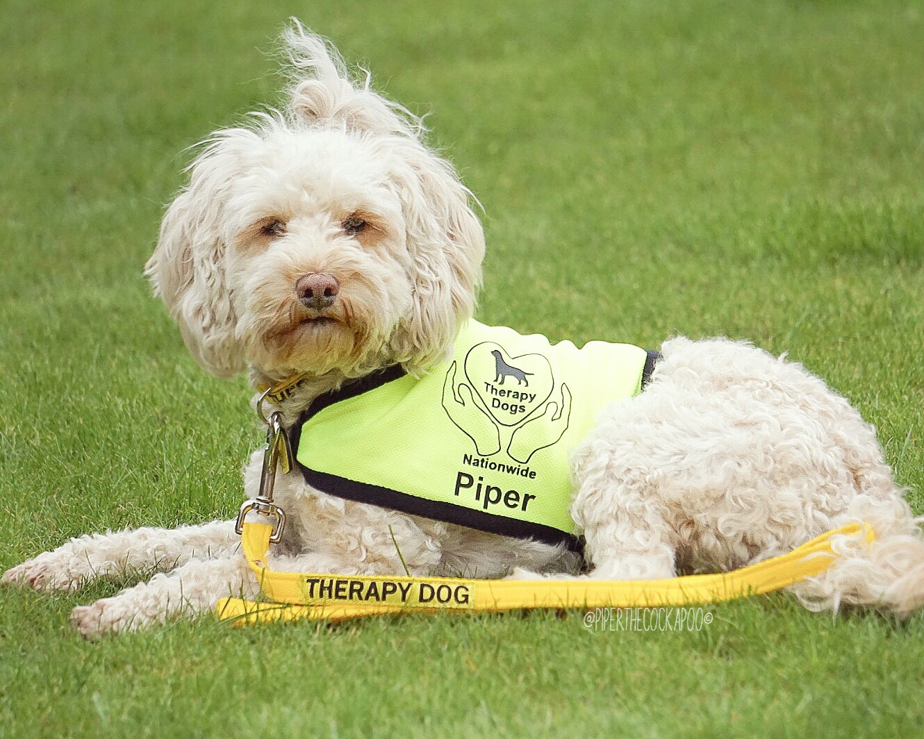 Therapy Dogs Nationwide – Piper the Cockapoo