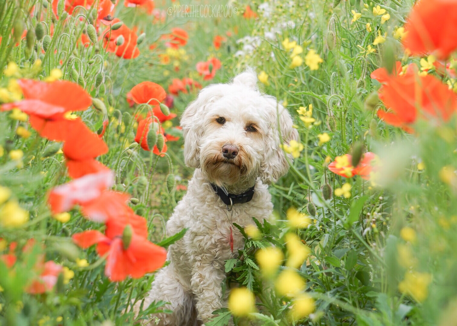 Lest We Forget – Piper the Cockapoo