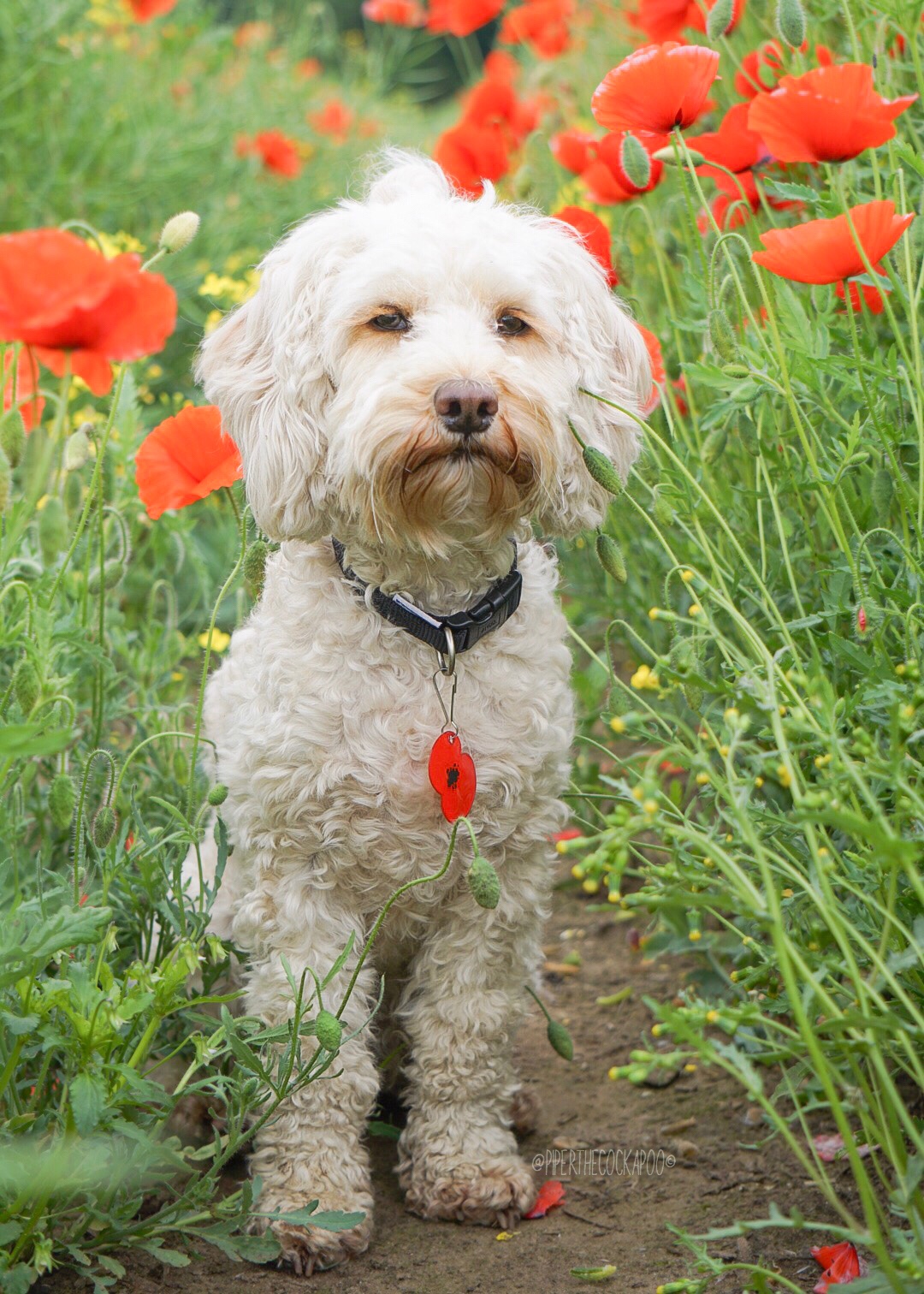 Lest We Forget – Piper the Cockapoo