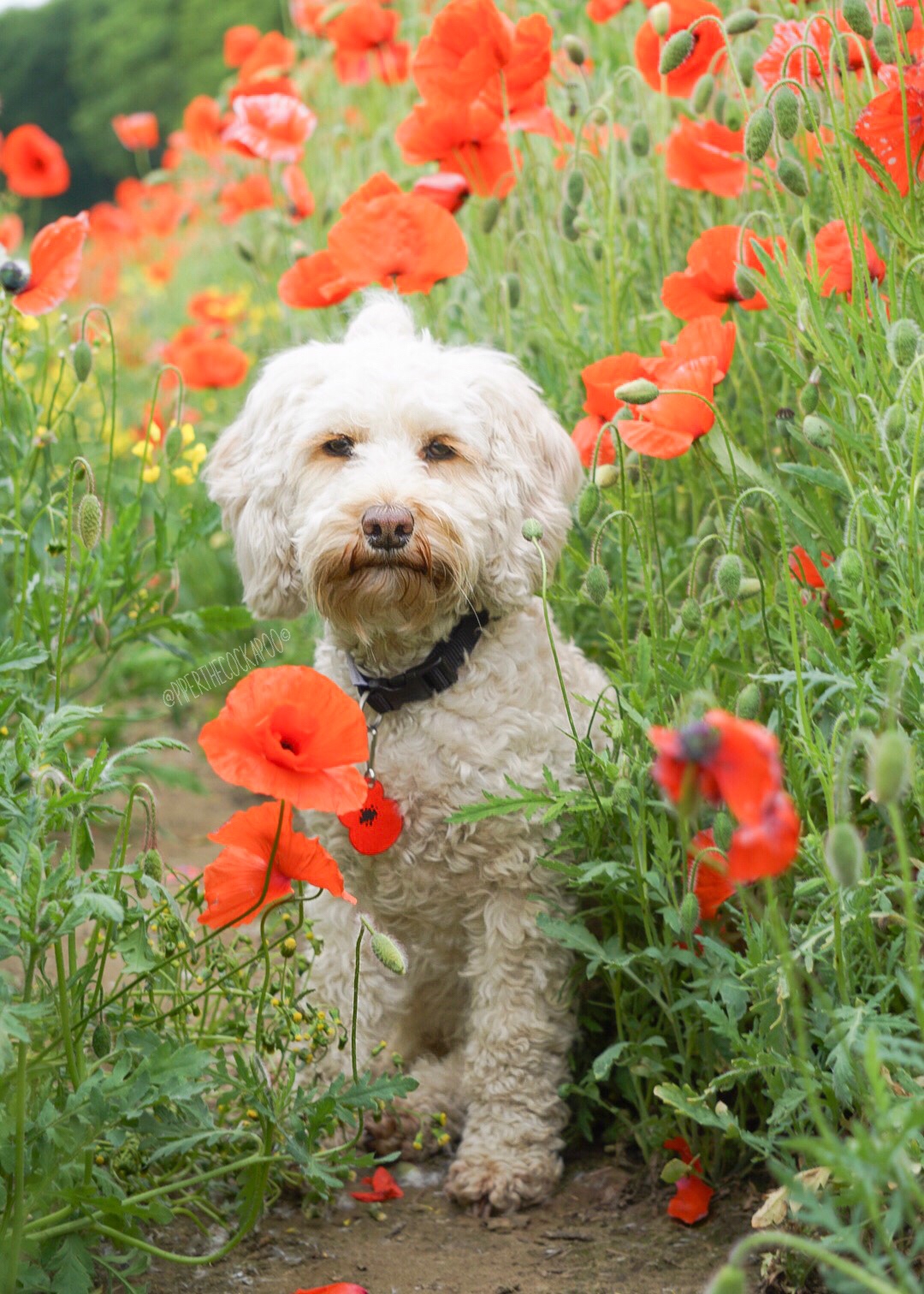 Lest We Forget – Piper the Cockapoo