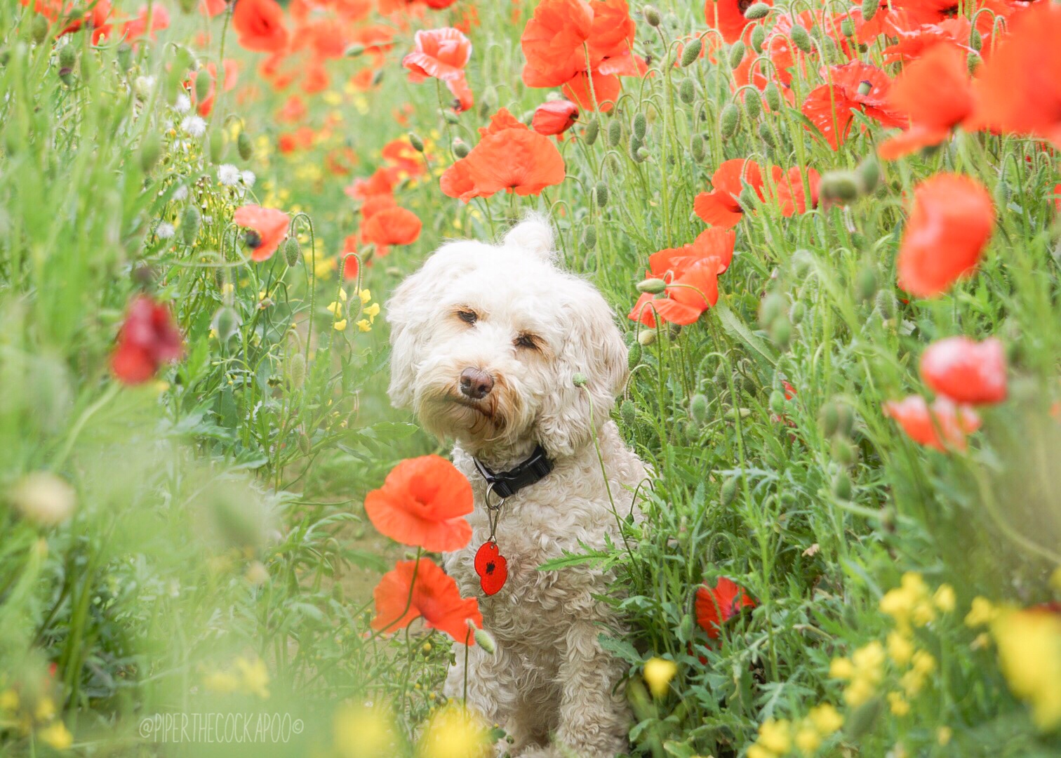 Lest We Forget – Piper the Cockapoo